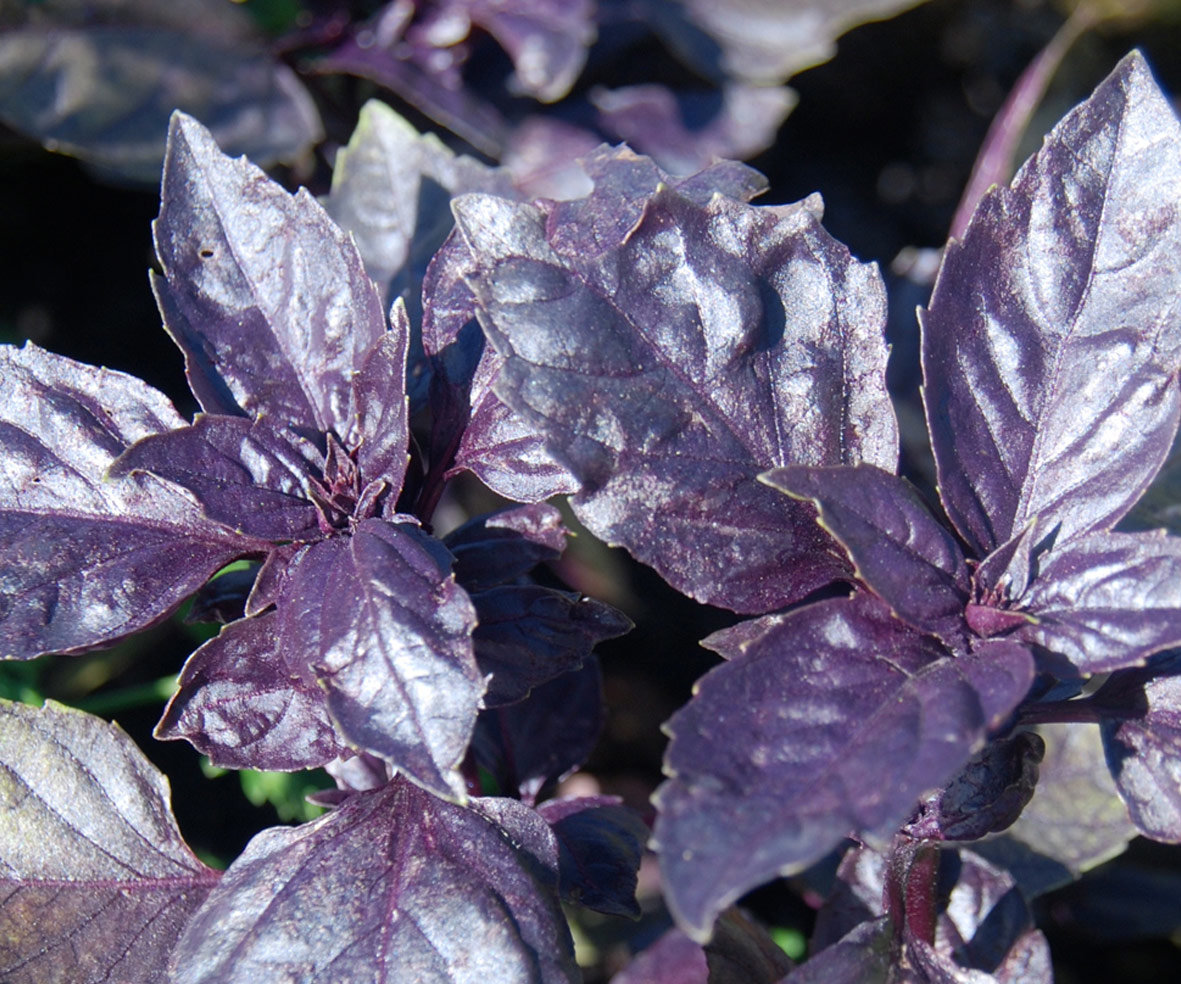 Basil - Red Rubin - Awapuni Nurseries