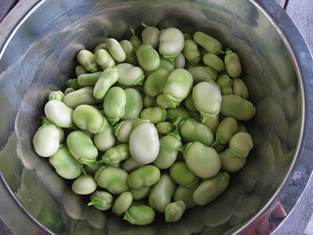 Broad Bean - Dwarf Early Green - Awapuni Nurseries