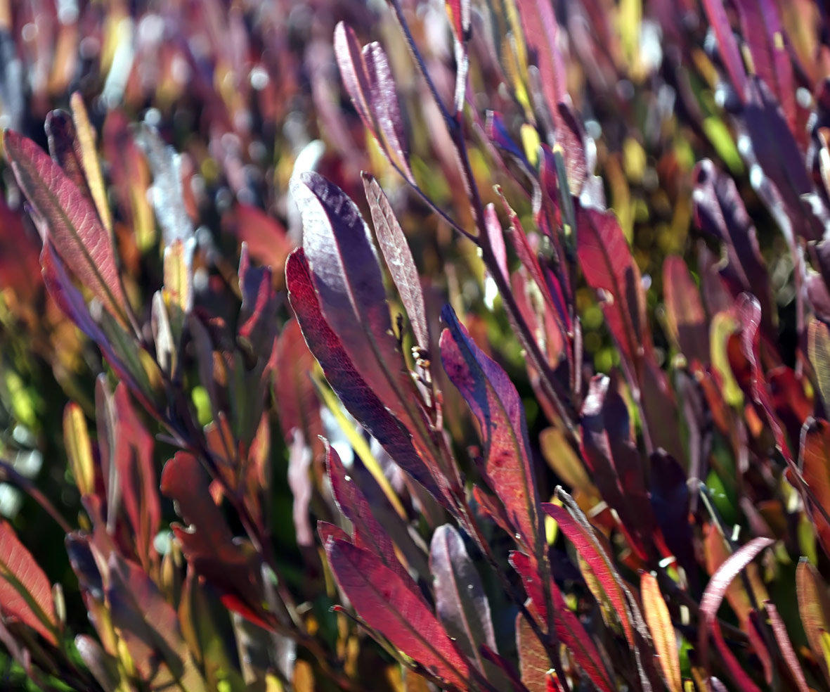 Akeake - Red - Awapuni Nurseries