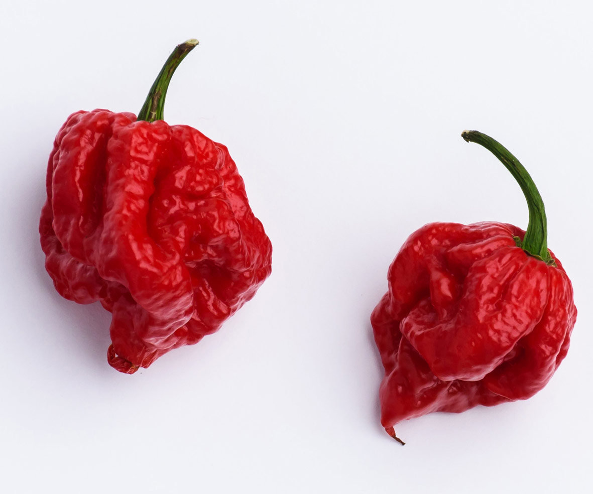 Chilli - Carolina Reaper - Awapuni Nurseries