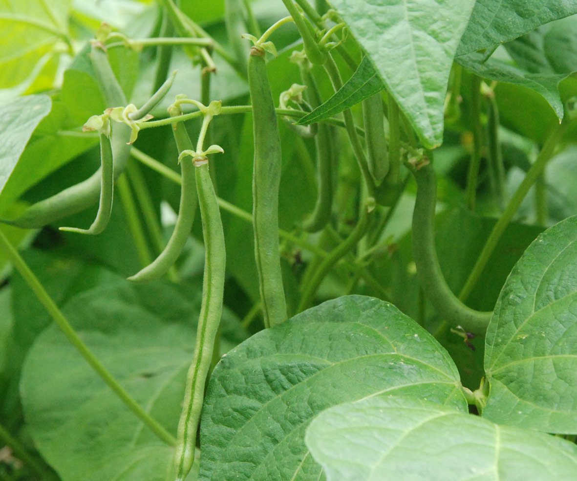 Bean - Dwarf Green - Awapuni Nurseries
