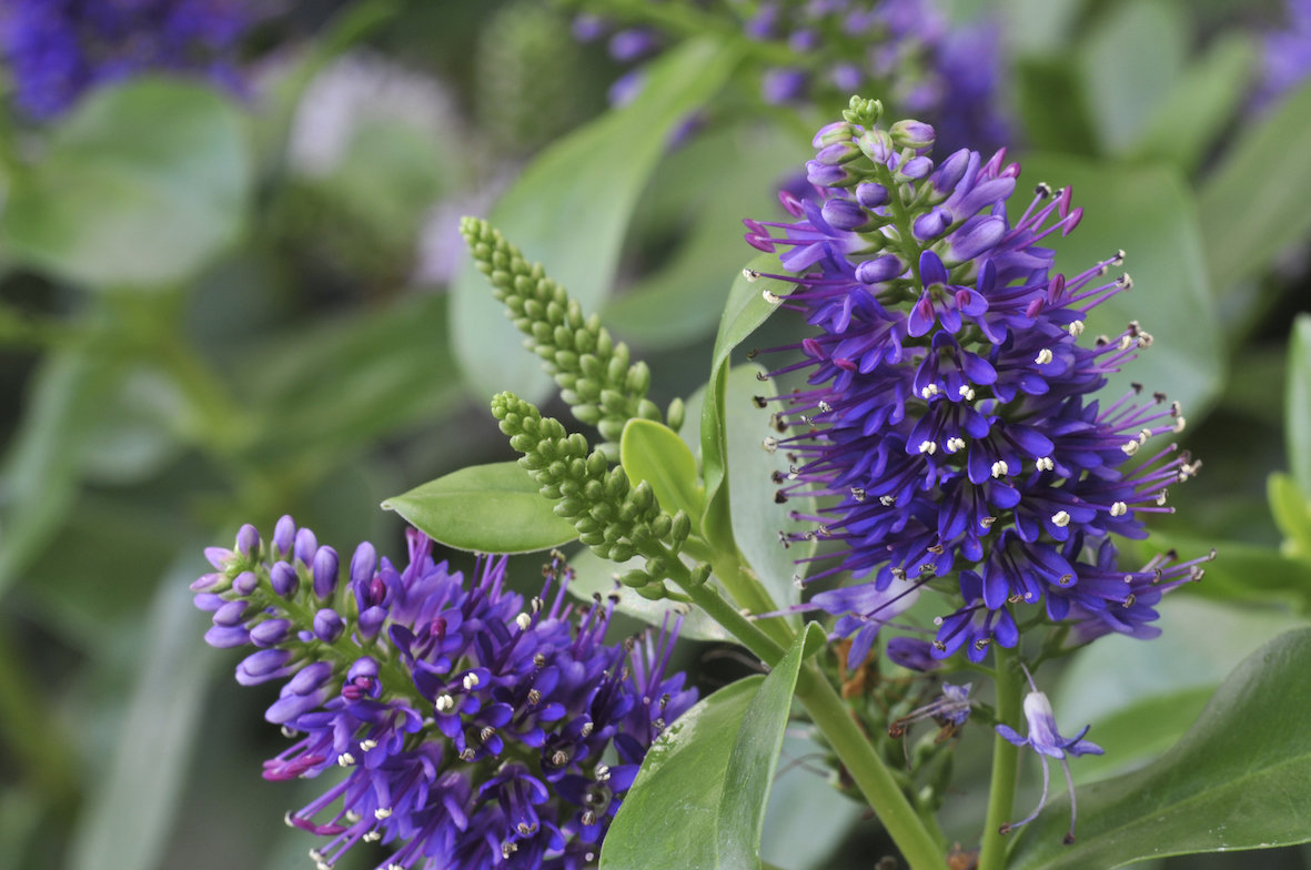 Hebe - Blue Gem - Awapuni Nurseries
