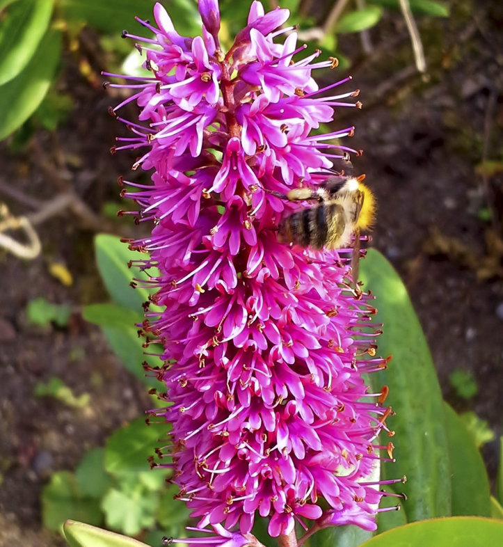 Hebe - Speciosa - Awapuni Nurseries