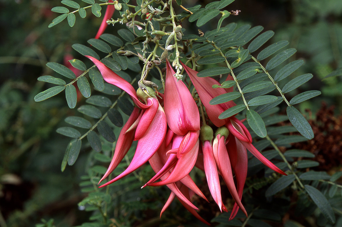 Kakabeak - Red - Awapuni Nurseries