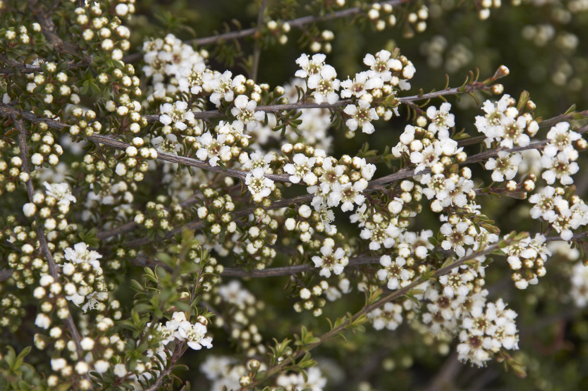 Kanuka - Awapuni Nurseries