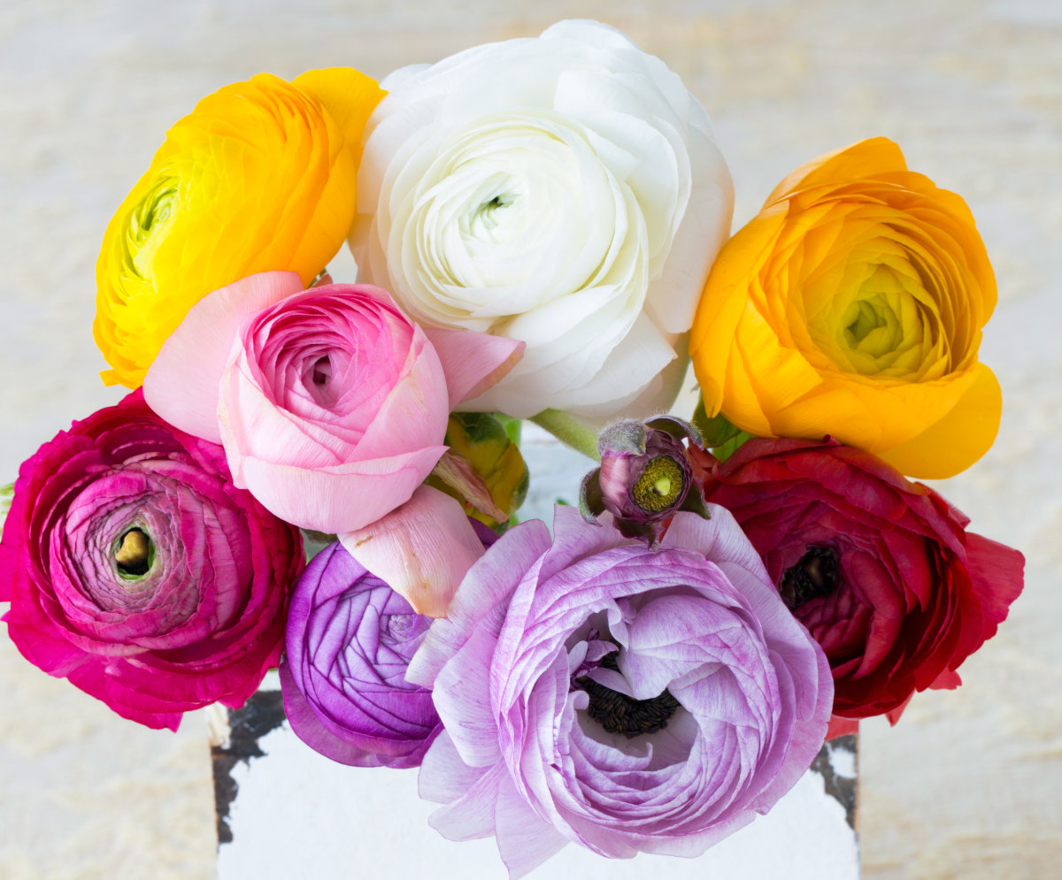Ranunculus - Mache Mix - Awapuni Nurseries