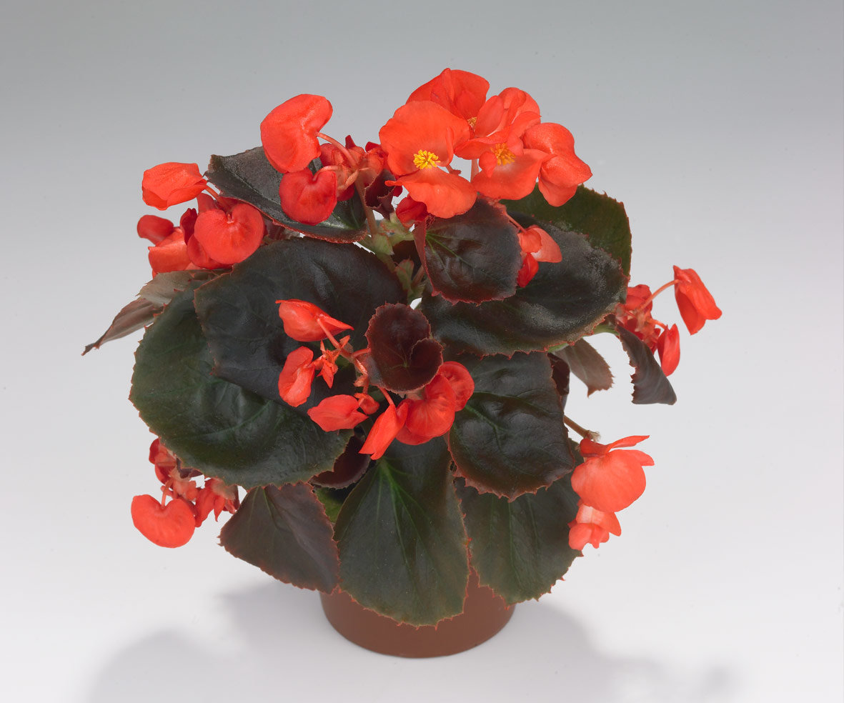 Begonia - Havana Scarlet - Awapuni Nurseries