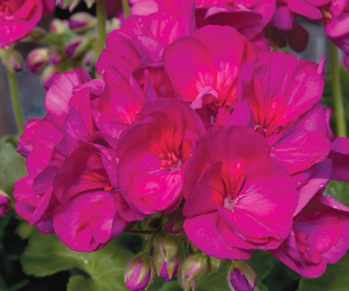 Geranium - Violet - Awapuni Nurseries