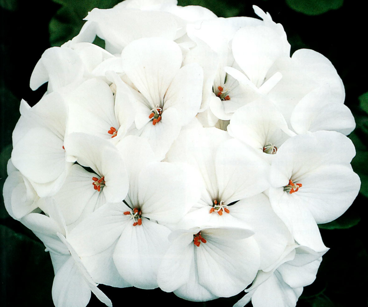 Geranium - White - Awapuni Nurseries