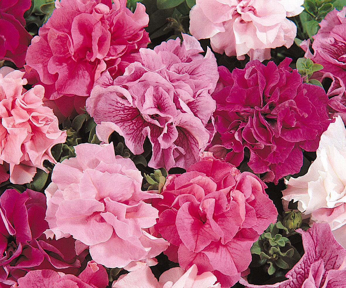 Petunia - Double Mixed - Awapuni Nurseries
