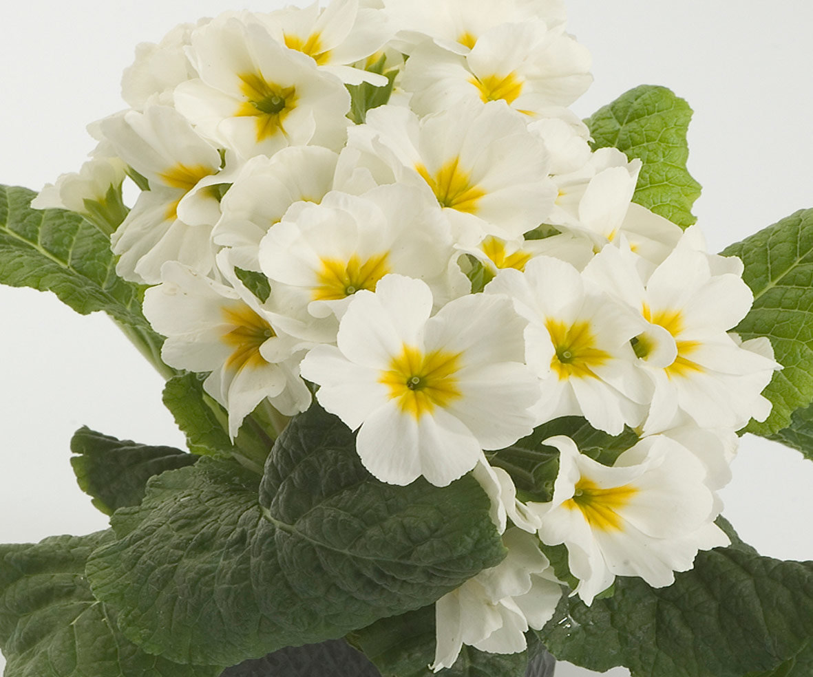 Polyanthus - Supernova White - Awapuni Nurseries