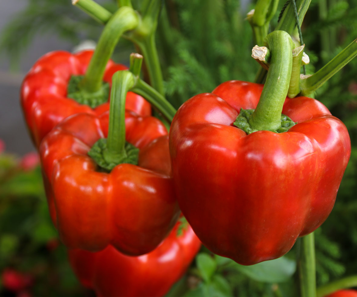 Capsicum - Red - Awapuni Nurseries