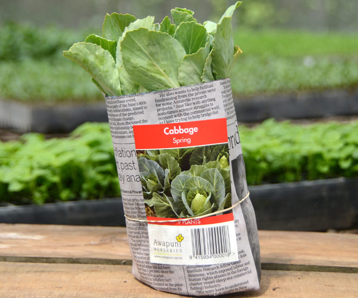 Cabbage - Spring - Awapuni Nurseries