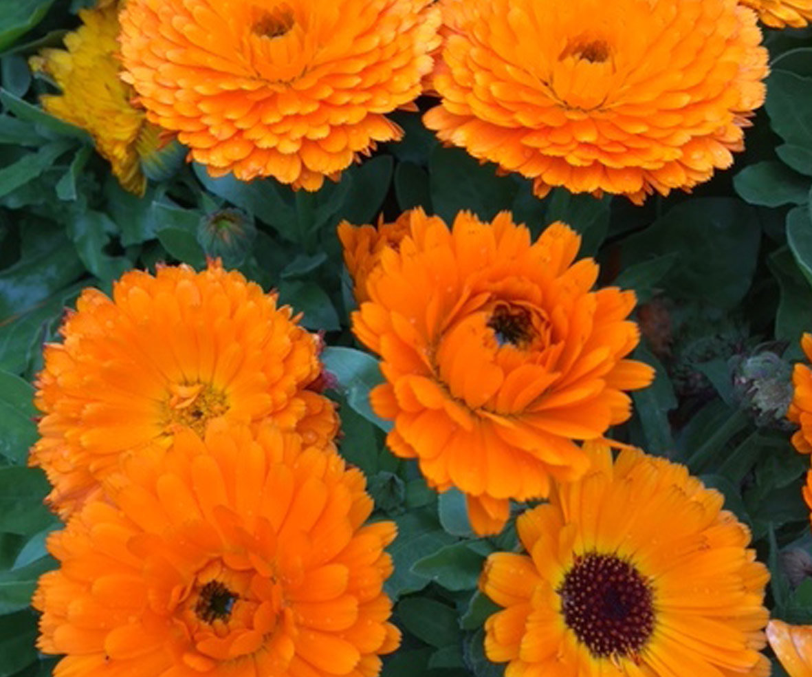 Calendula - Dwarf - Awapuni Nurseries