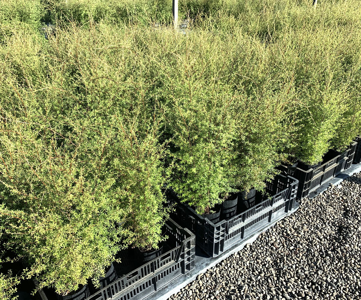 Kanuka 50 Plants - Awapuni Nurseries