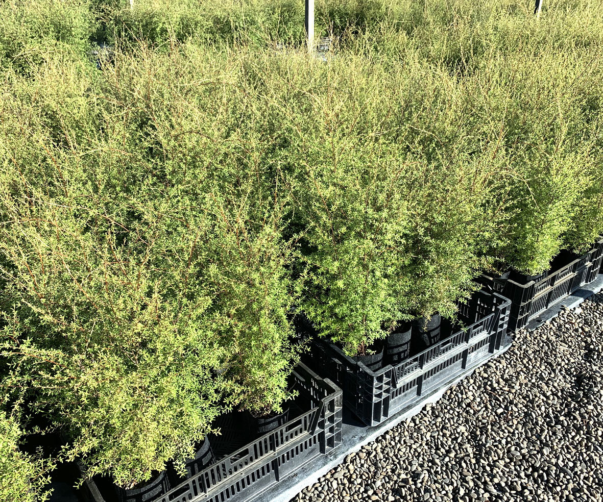 Manuka 100 Plants - Awapuni Nurseries