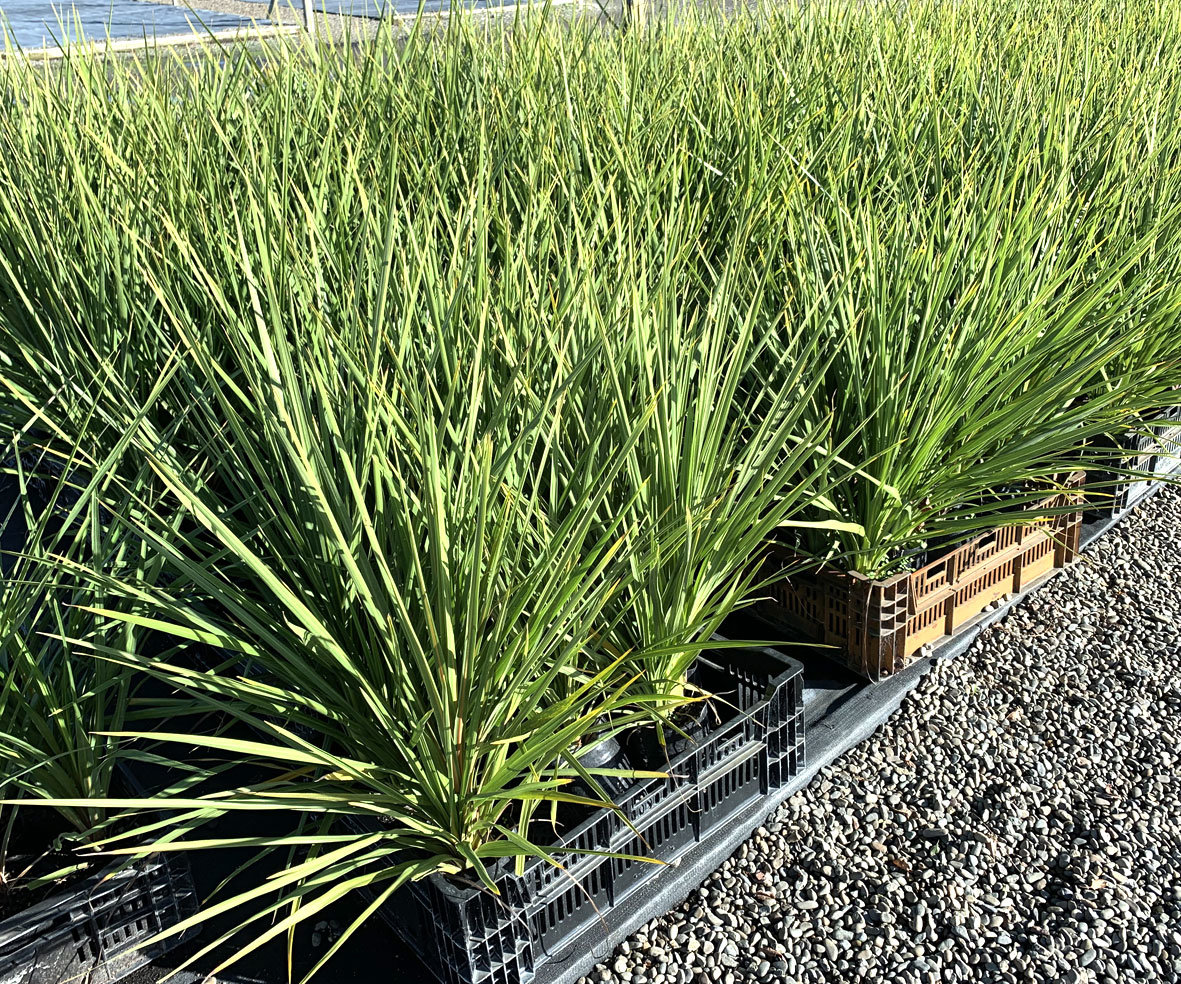 Cabbage Tree 100 Plants - Awapuni Nurseries