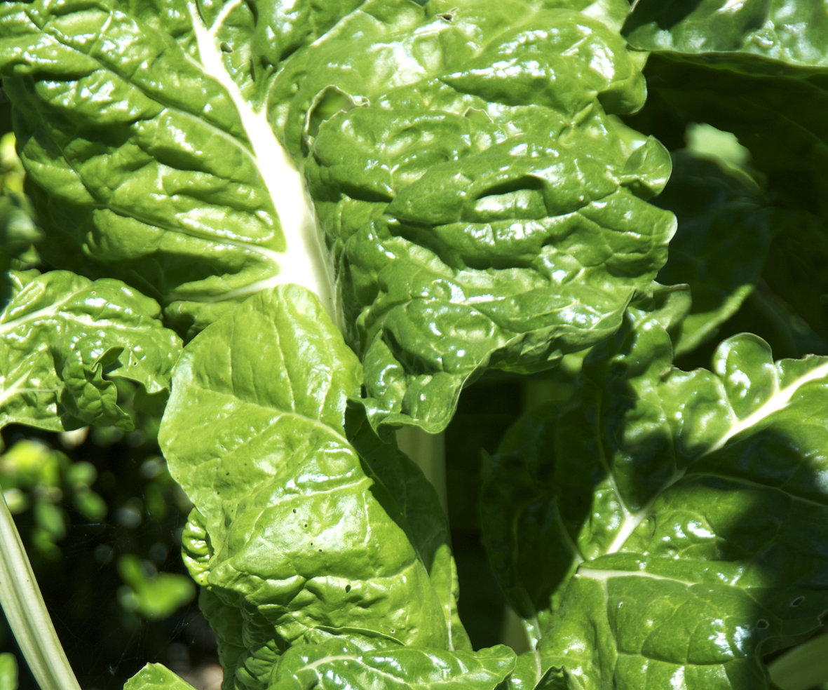 (MEGA) Silverbeet 100 Plants - Awapuni Nurseries