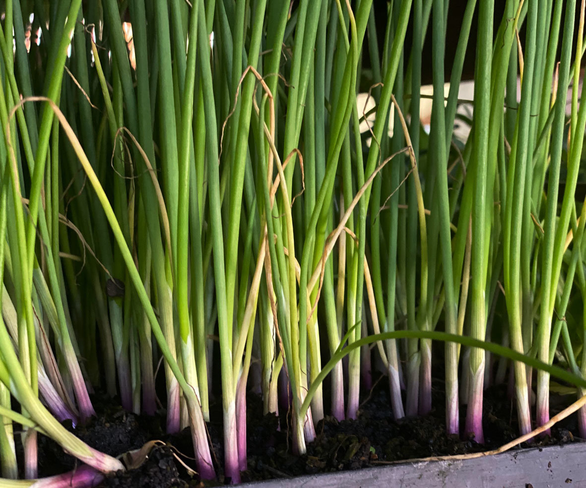 (MEGA) Californian Red Onion 200 Plants - Awapuni Nurseries