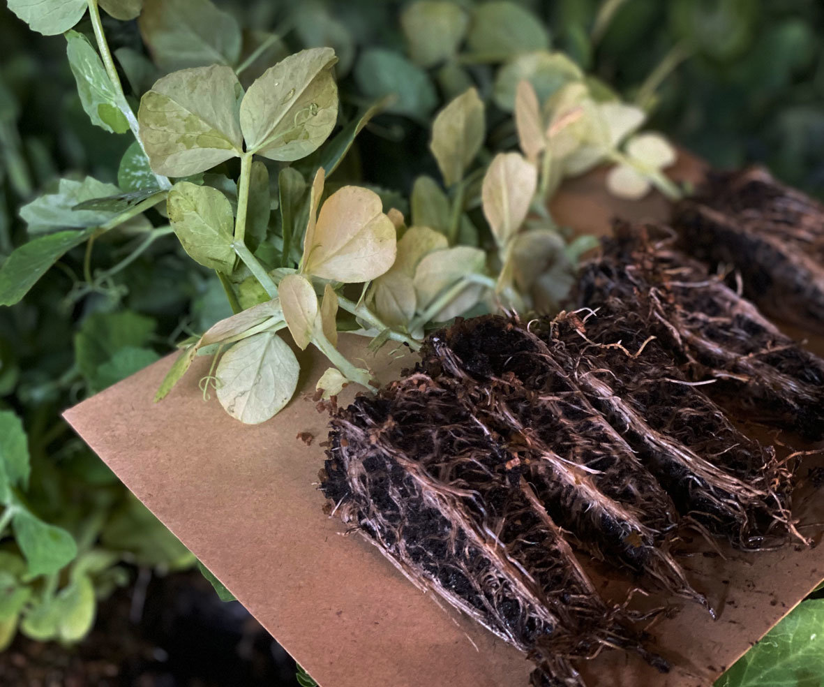 (MEGA) Peas Greenfeast 100 Plants - Awapuni Nurseries