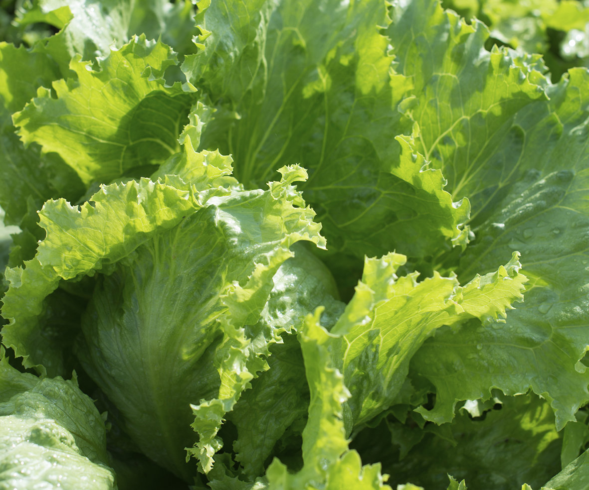 (MEGA) Lettuce Iceberg 100 Plants - Awapuni Nurseries