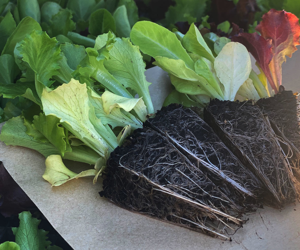 (MEGA) Lettuce Mesclun 100 Plants - Awapuni Nurseries