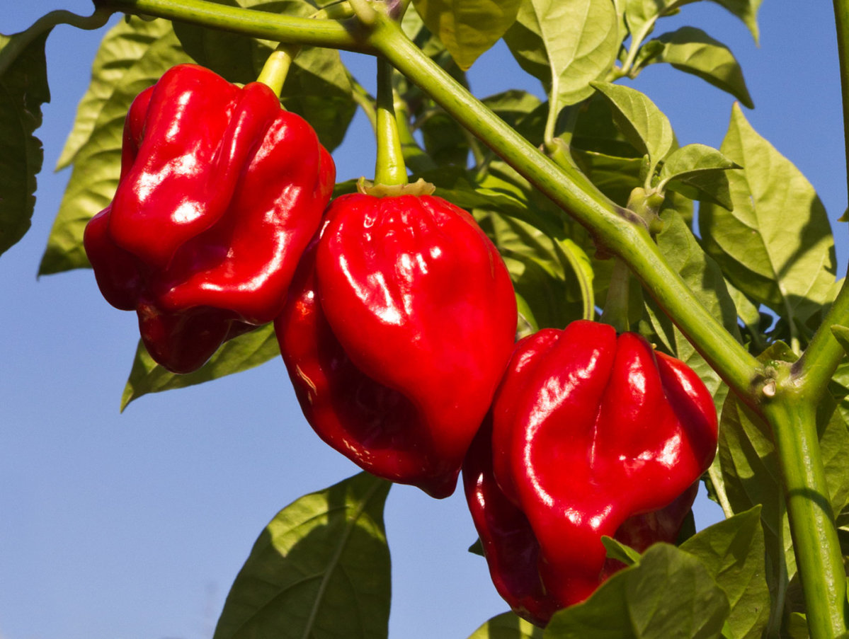 Chilli - Habanero Red - Awapuni Nurseries