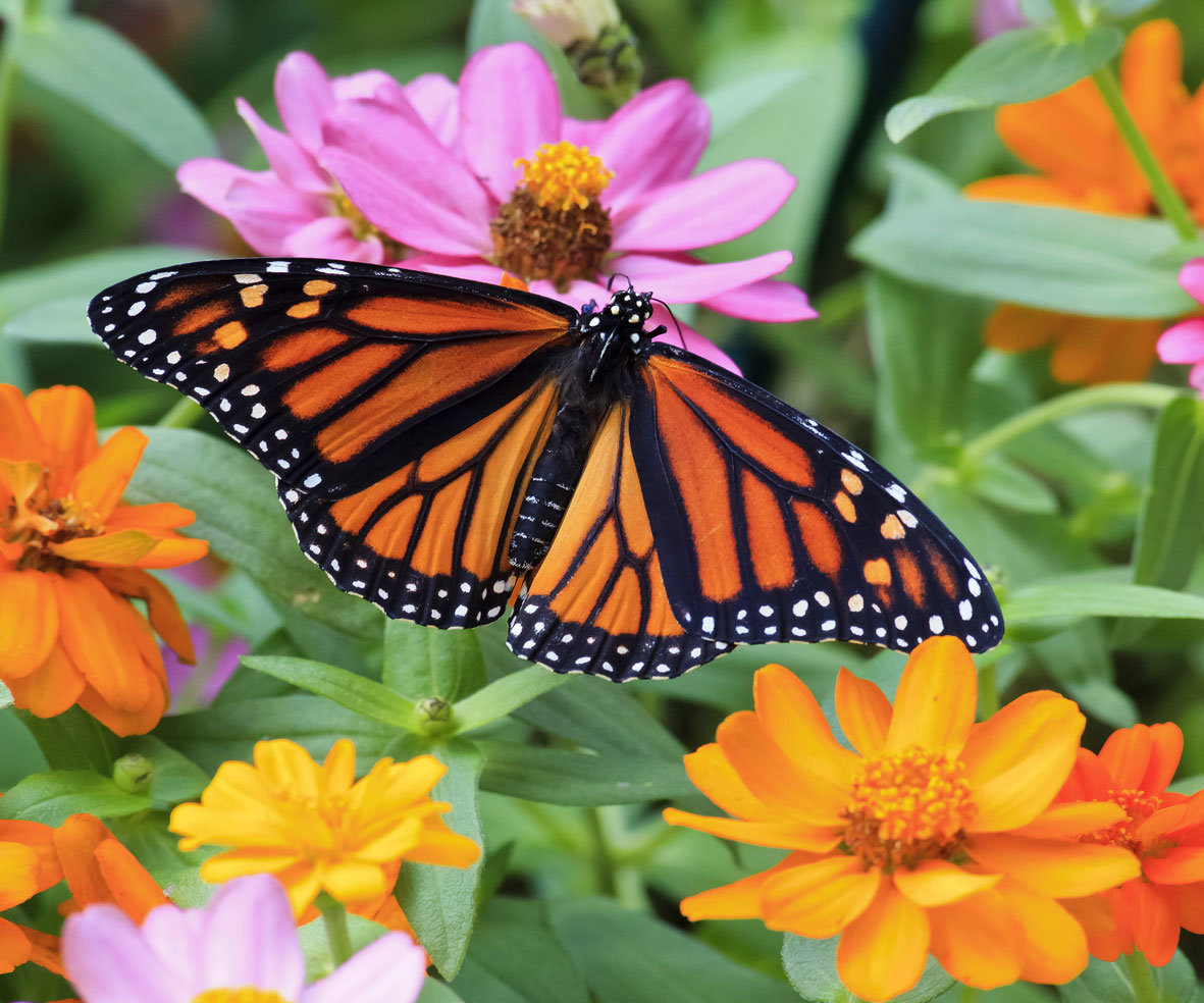 Butterfly Mix - Awapuni Nurseries