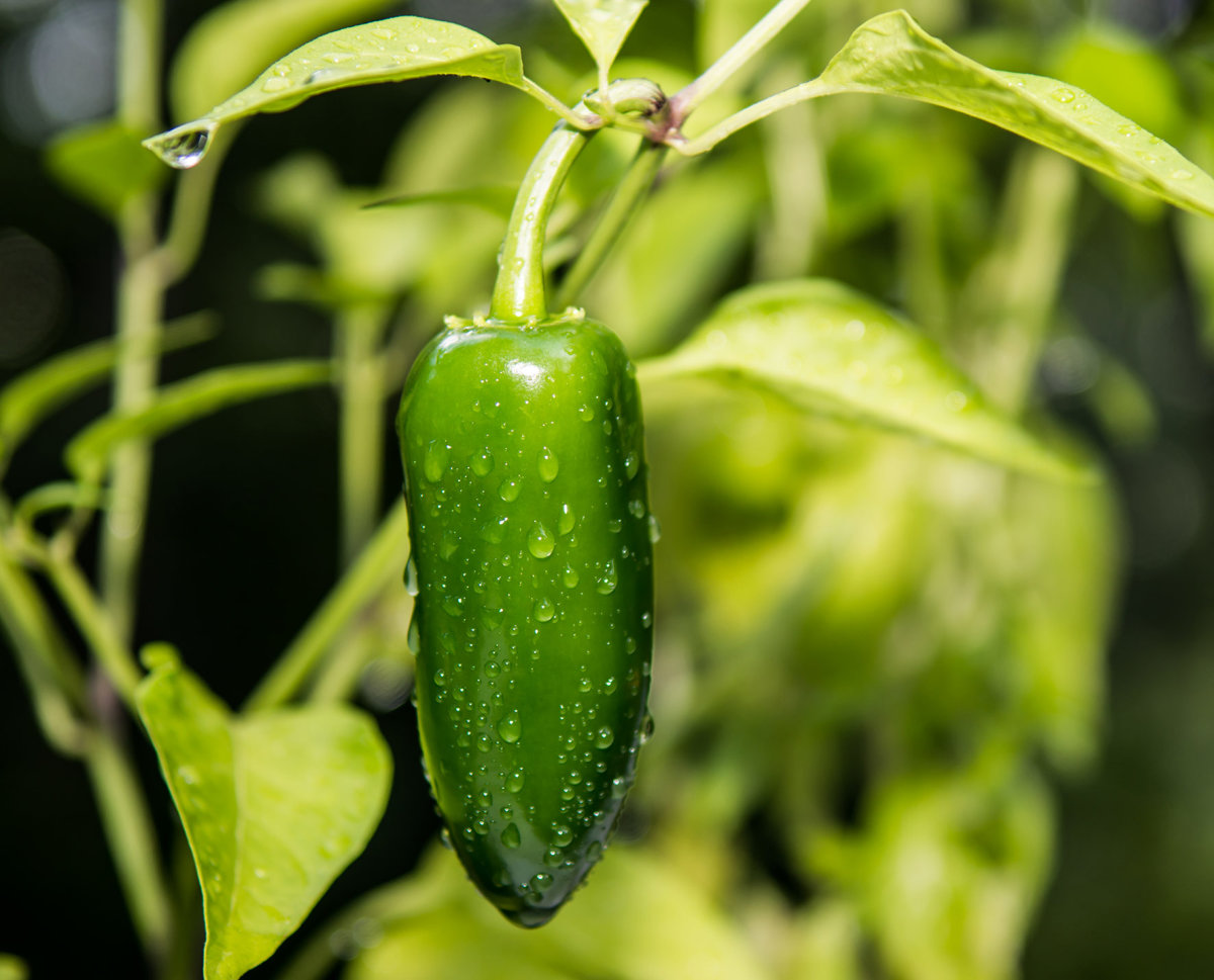Chilli - Jalapeno - Awapuni Nurseries