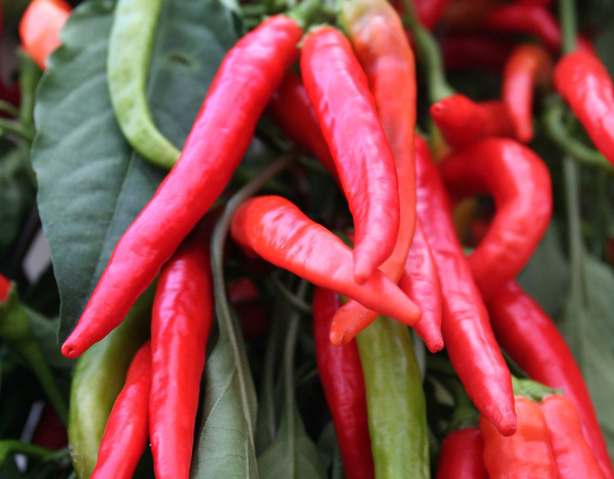 Chilli - Red Hot Pepper - Awapuni Nurseries