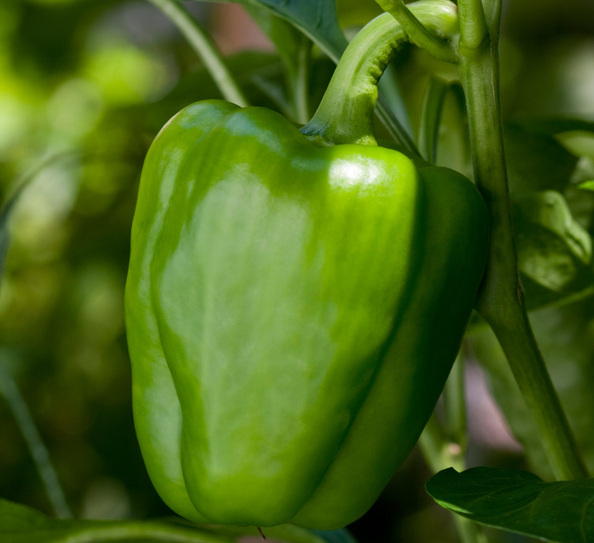 Capsicum - Green - Awapuni Nurseries