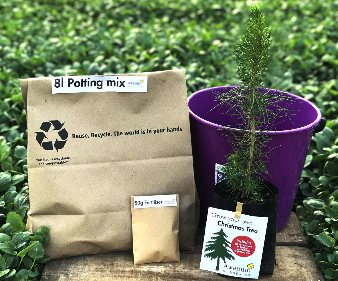 Christmas Tree Kit - Awapuni Nurseries