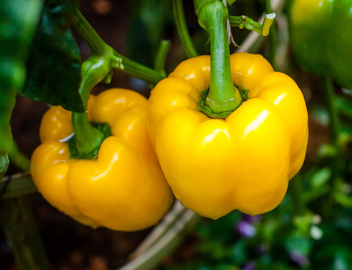 Capsicum - Yellow - Awapuni Nurseries