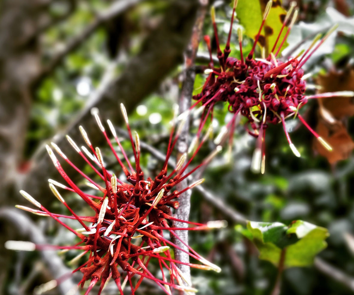 Rewarewa - Awapuni Nurseries