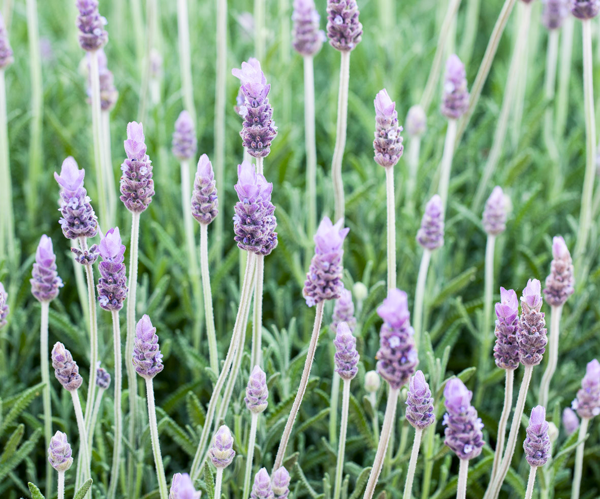 Mega Lavender French 100 Plants - Awapuni Nurseries