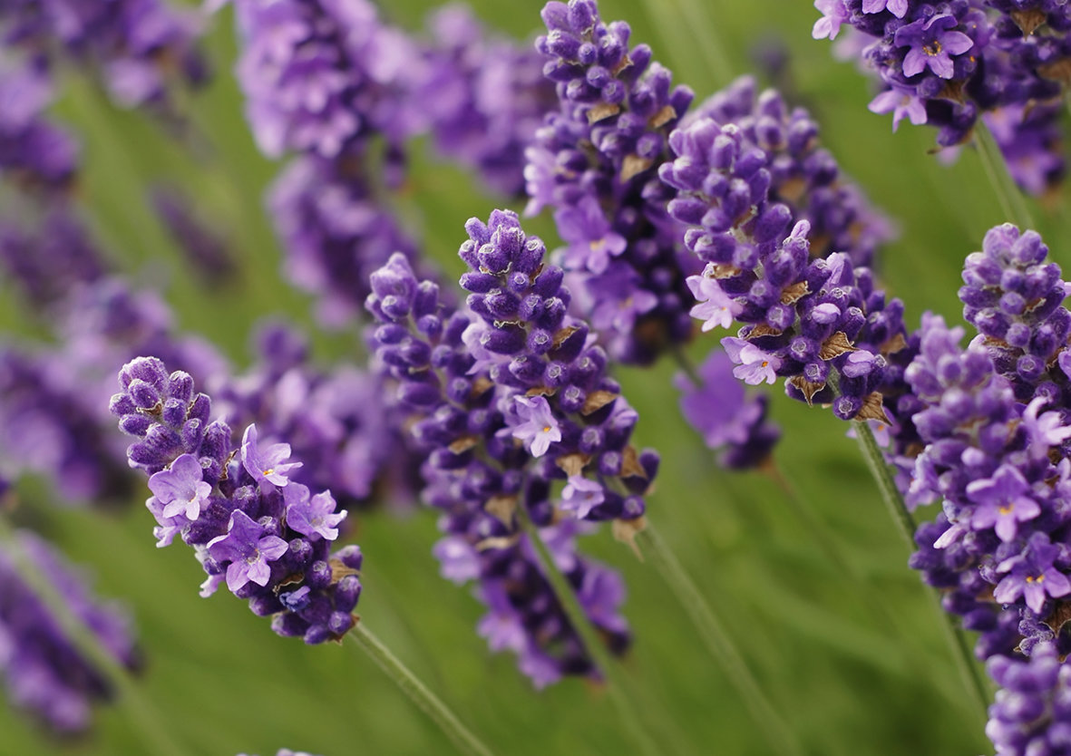 Mega Lavender Lady 100 Plants - Awapuni Nurseries