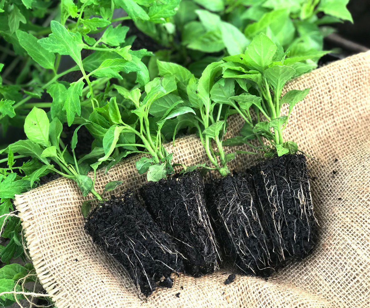 Mega Worlds Hottest Chilli 100 Plants - Awapuni Nurseries