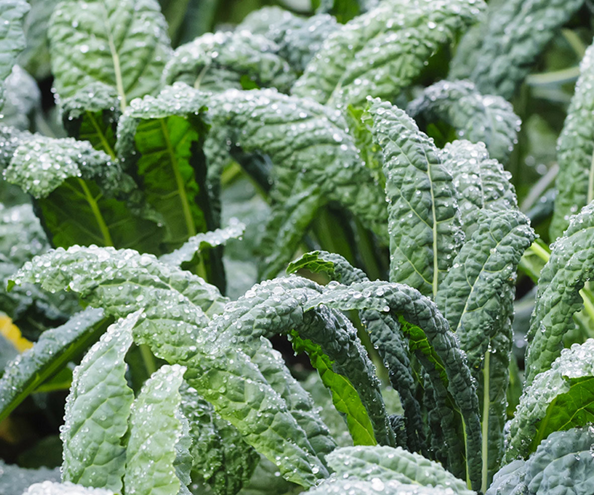 Cavolo Nero - Black Cabbage / Kale Lacinato - Awapuni Nurseries