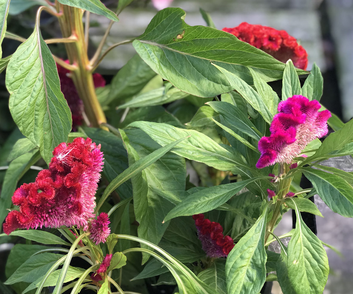 Celosia - Cockscomb - Awapuni Nurseries