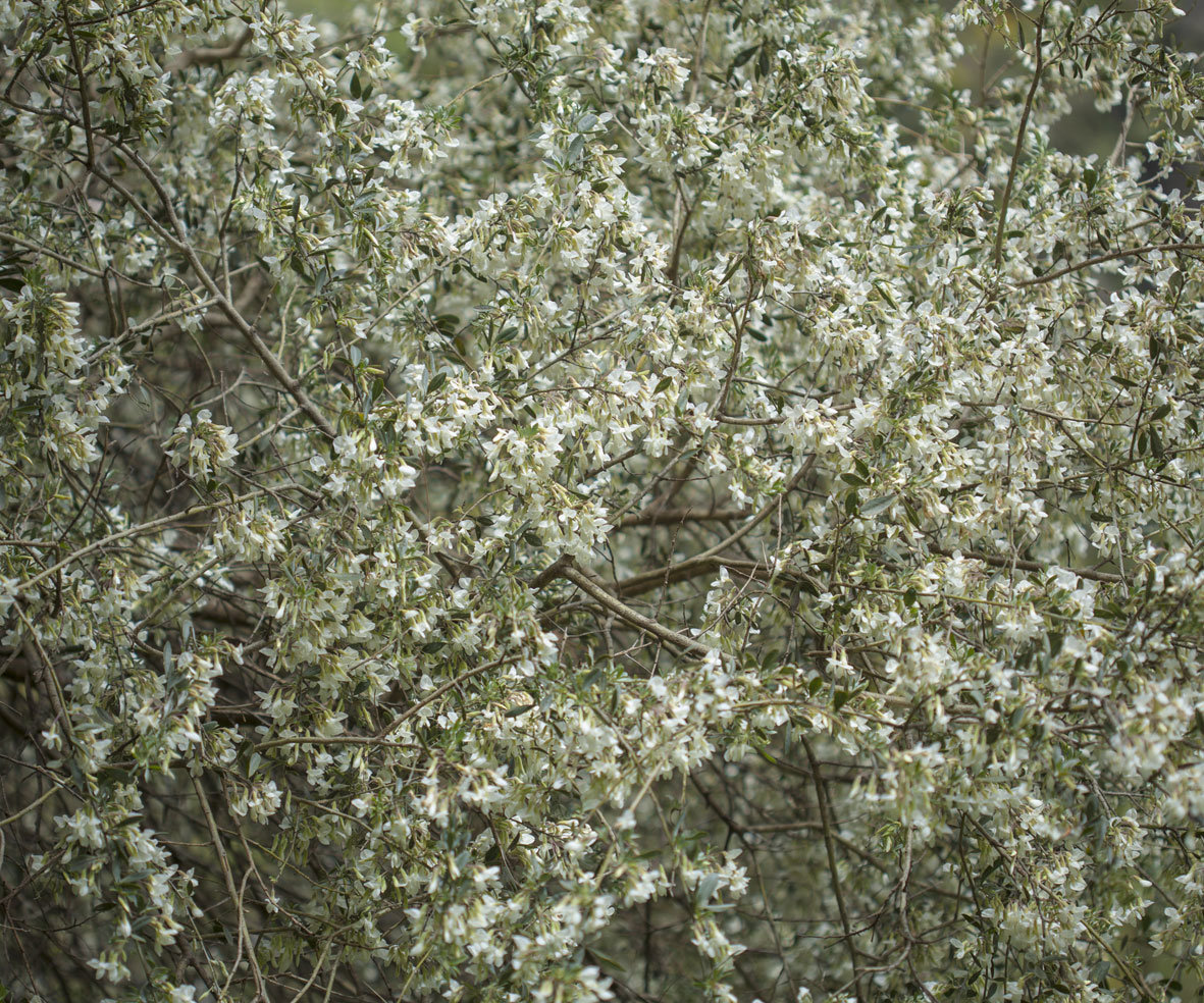 Tree Lucerne - Awapuni Nurseries