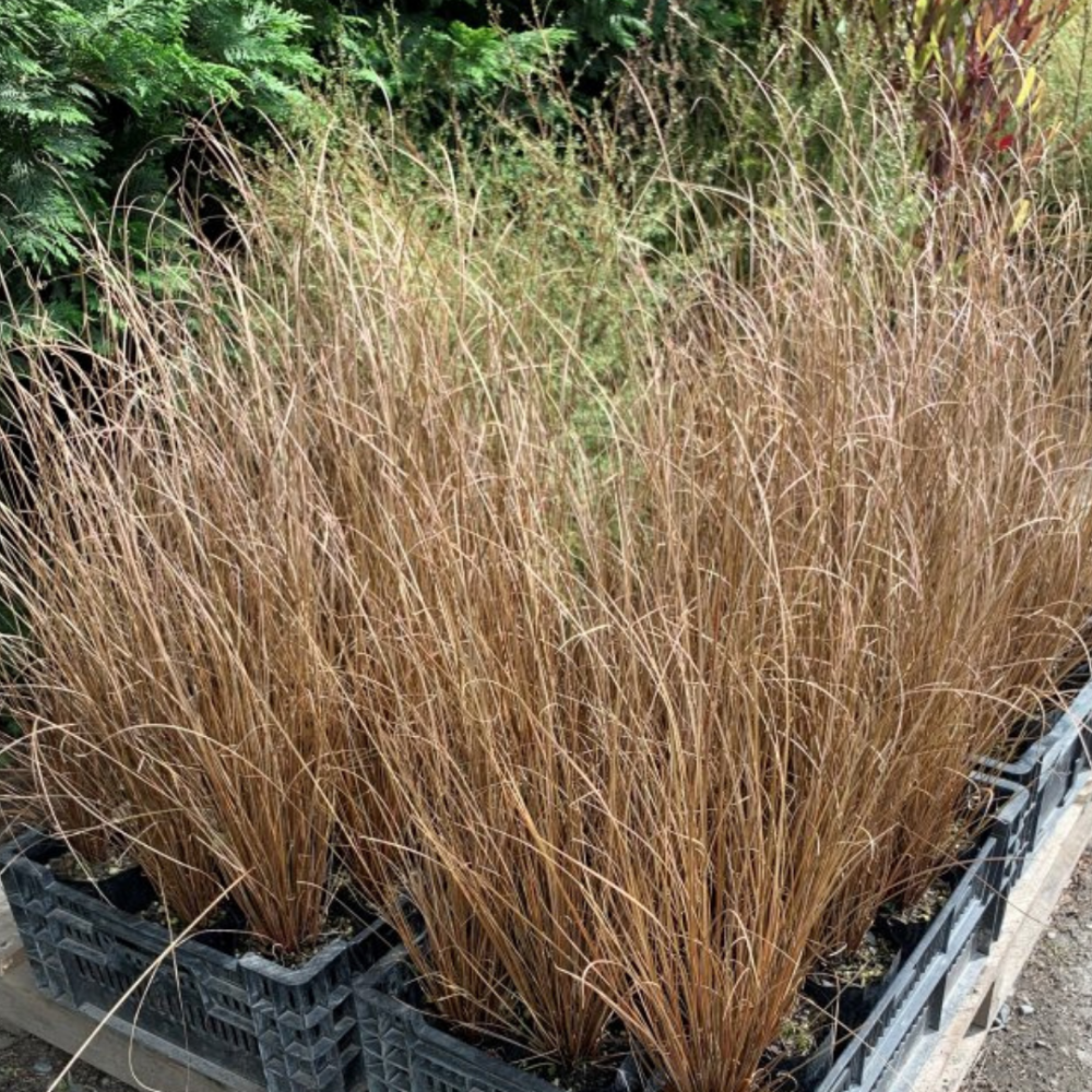 NZ’s largest range of Vegetable, Herb, Flower and Perennial Seedlings ...