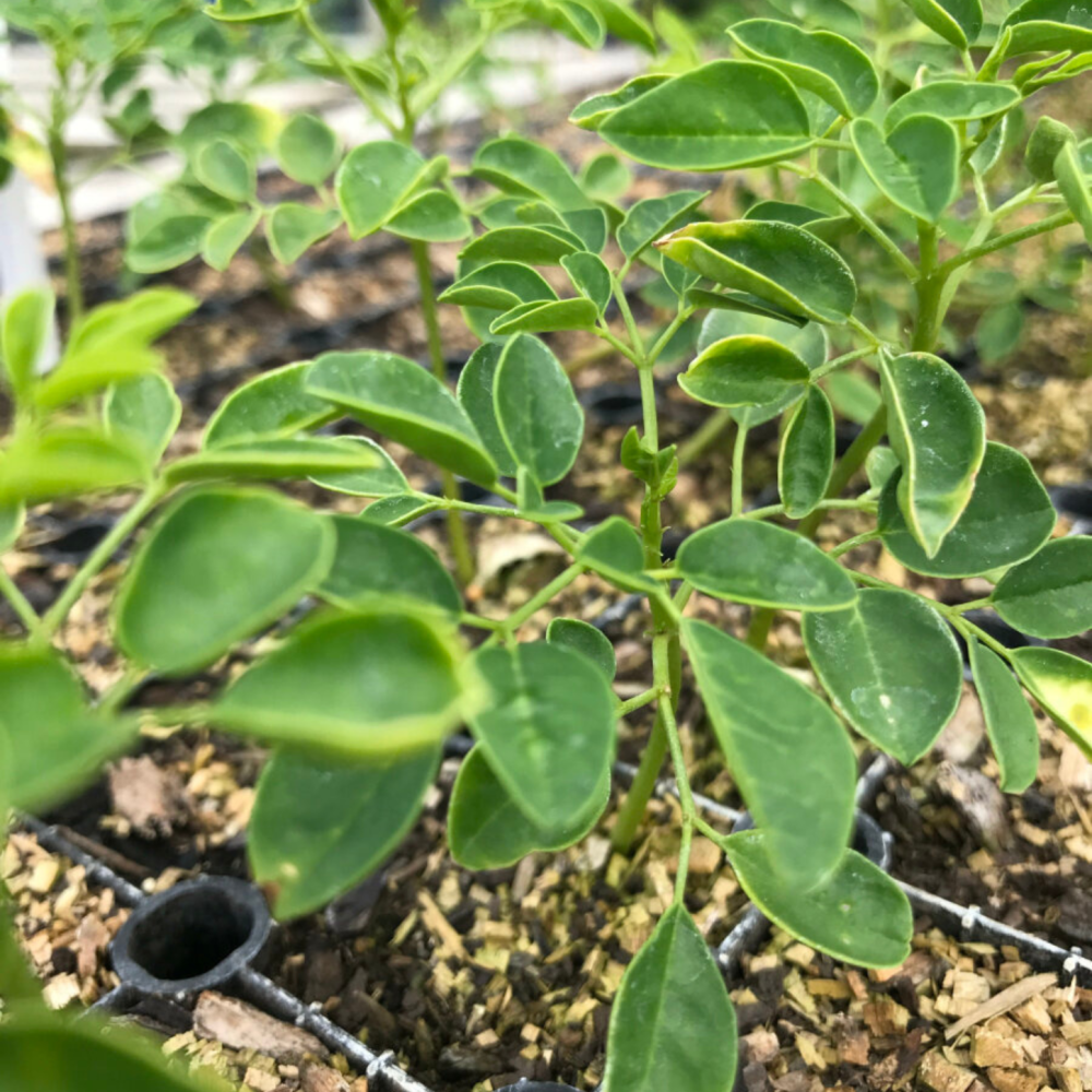 Moringa Tree | Established Plant - buy online - Awapuni Nurseries ...