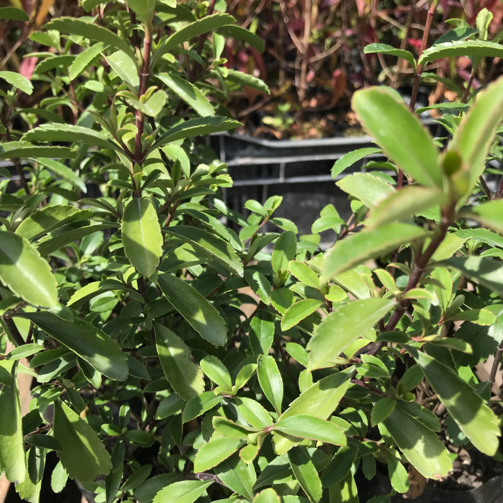 Hebe V Diosmifolia - Awapuni Nurseries