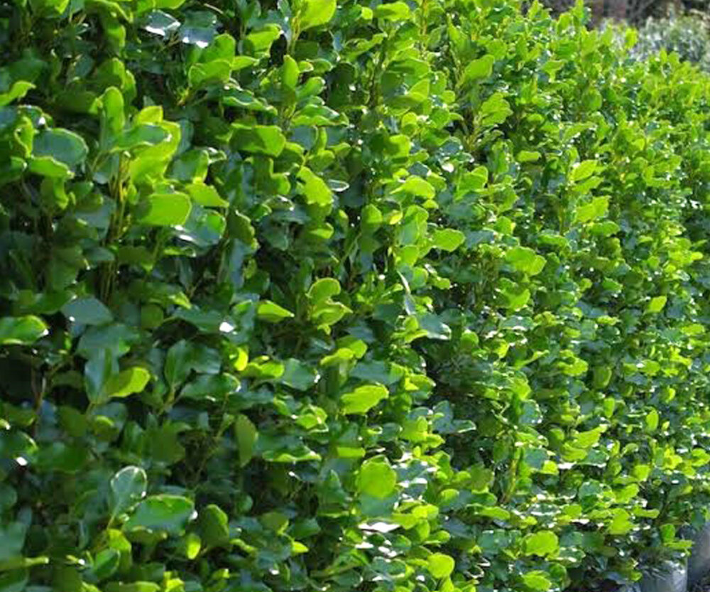 Griselinia 100 Plants - Awapuni Nurseries