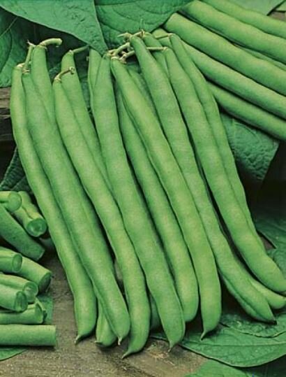 Climbing Bean Blue Lake Seeds - Awapuni Nurseries