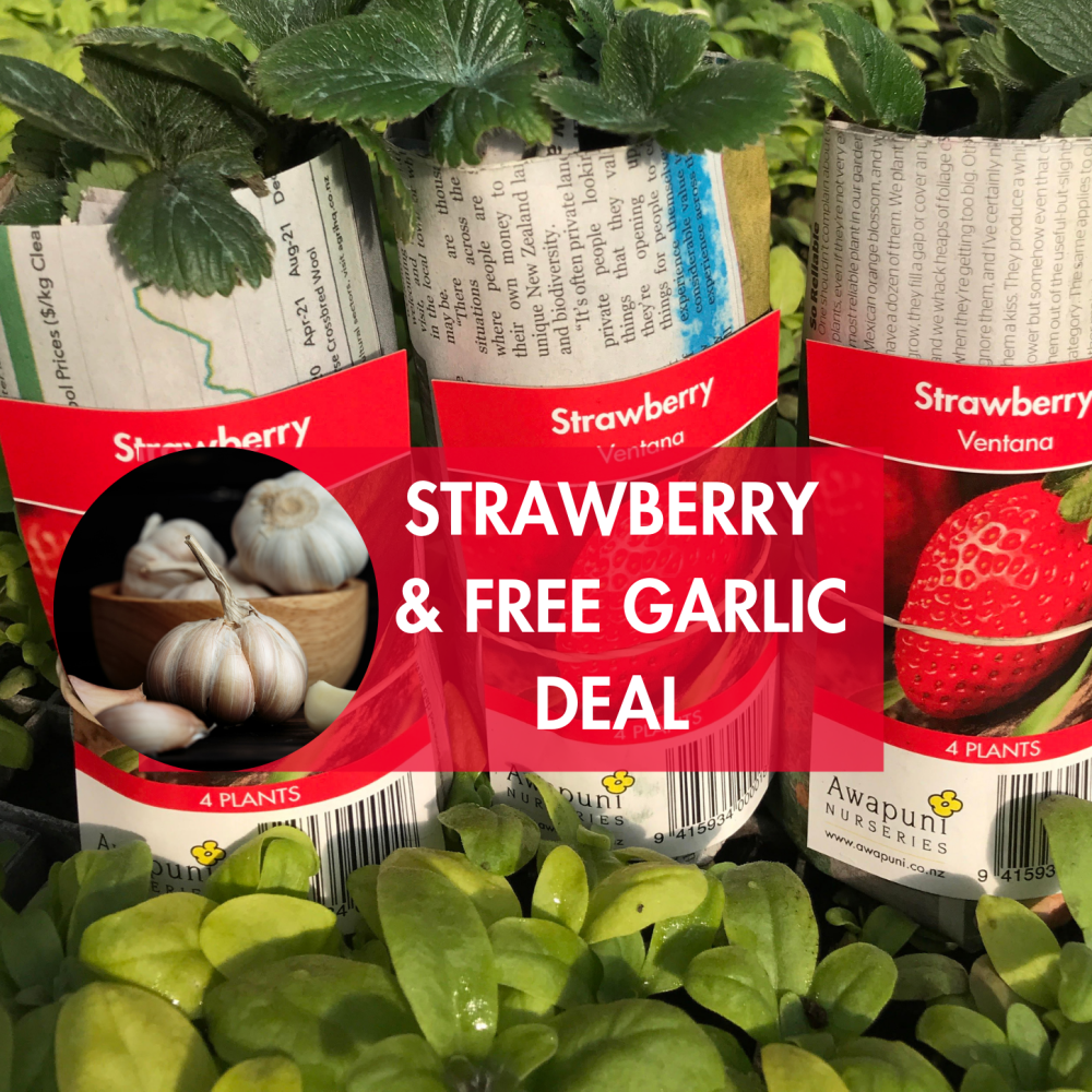 Strawberry 100 Plants Garlic 50 Plants - Awapuni Nurseries