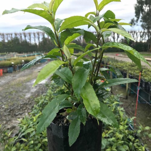 Mahoe - Awapuni Nurseries
