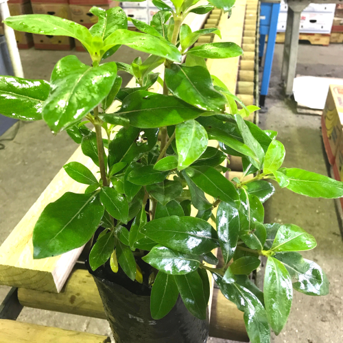 Coprosma Robusta - Awapuni Nurseries