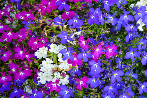 Lobelia - Mixed Colours - Awapuni Nurseries