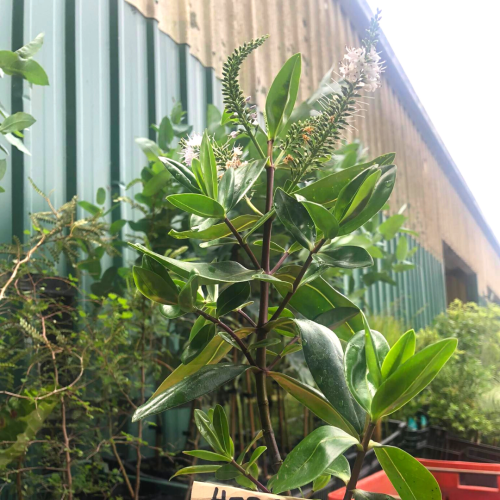 Hebe Speciosa Blue - Awapuni Nurseries